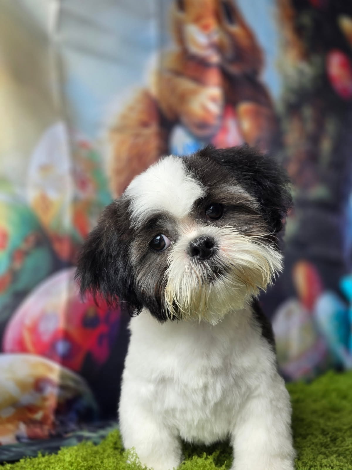Jax - Animal Details - Pawsitive Place Rescue