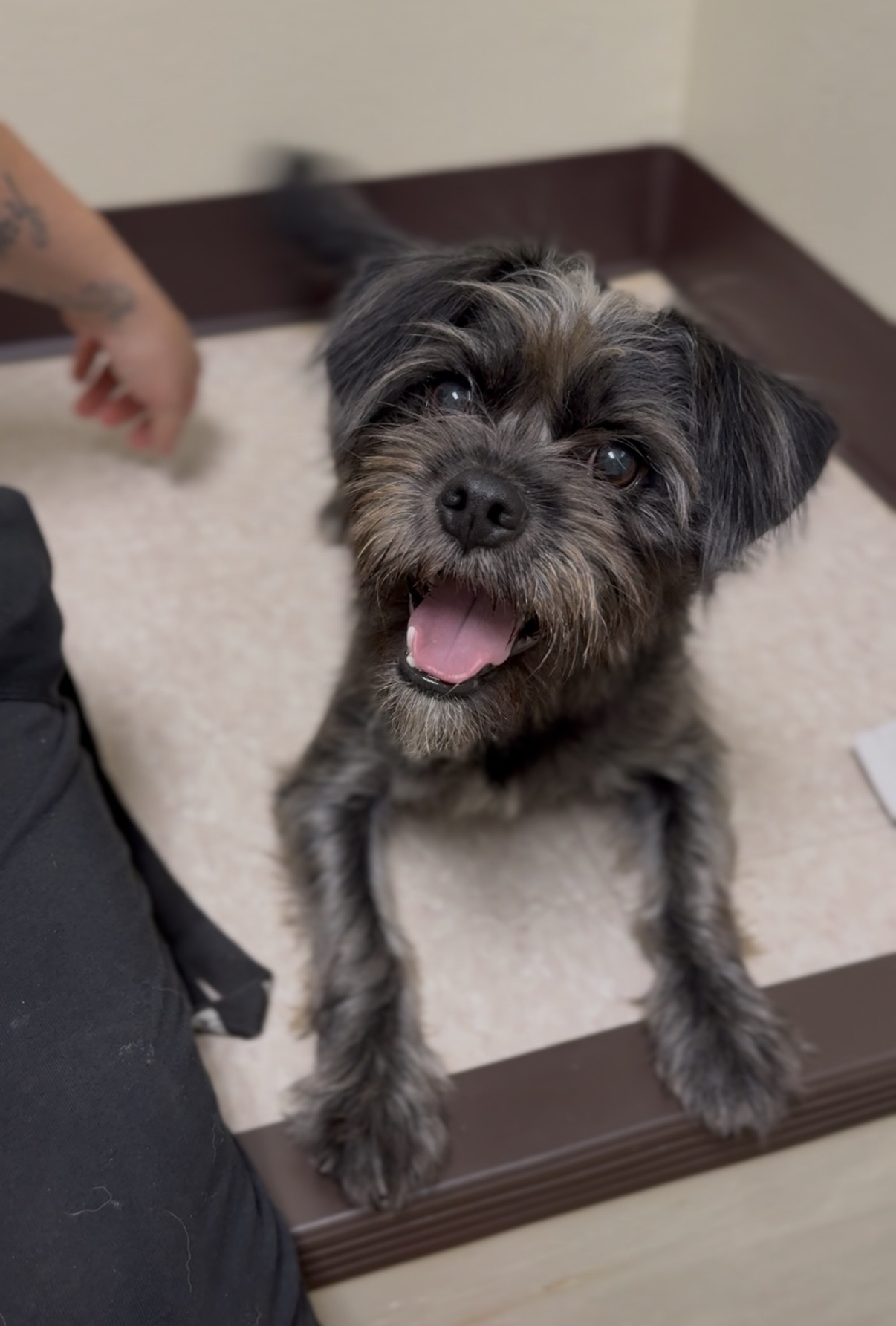 Lionel - Animal Details - Pawsitive Place Rescue
